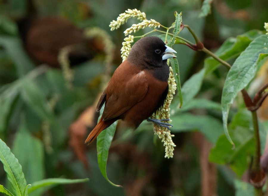 Chestnut Munia (formosana) - eBird