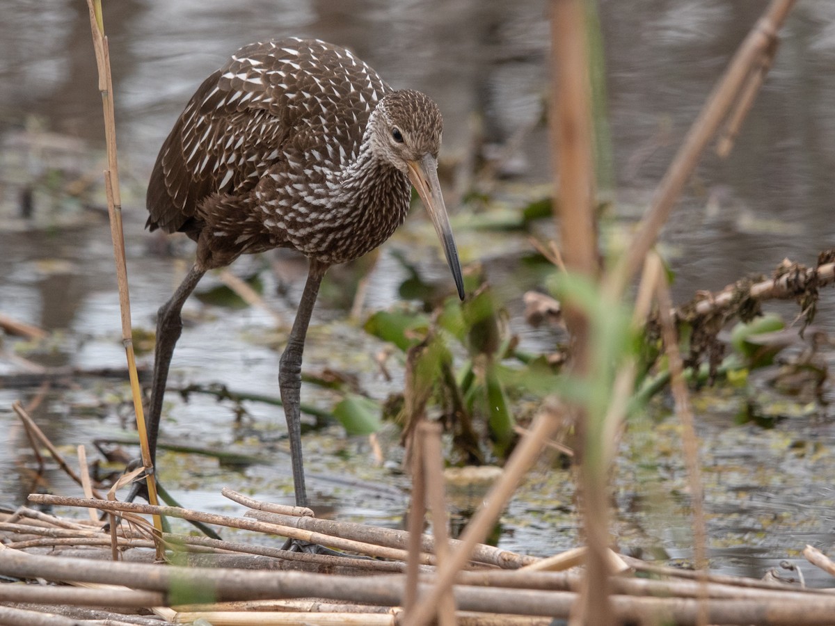 eBird Checklist - 23 Jan 2022 - Sheldon Lake SP--Garrett Rd - 22 species