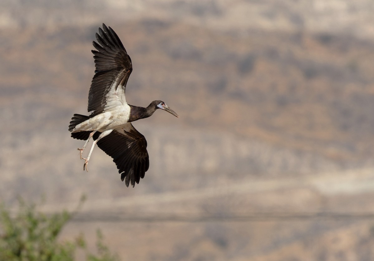 ML410901091 - Abdim's Stork - Macaulay Library