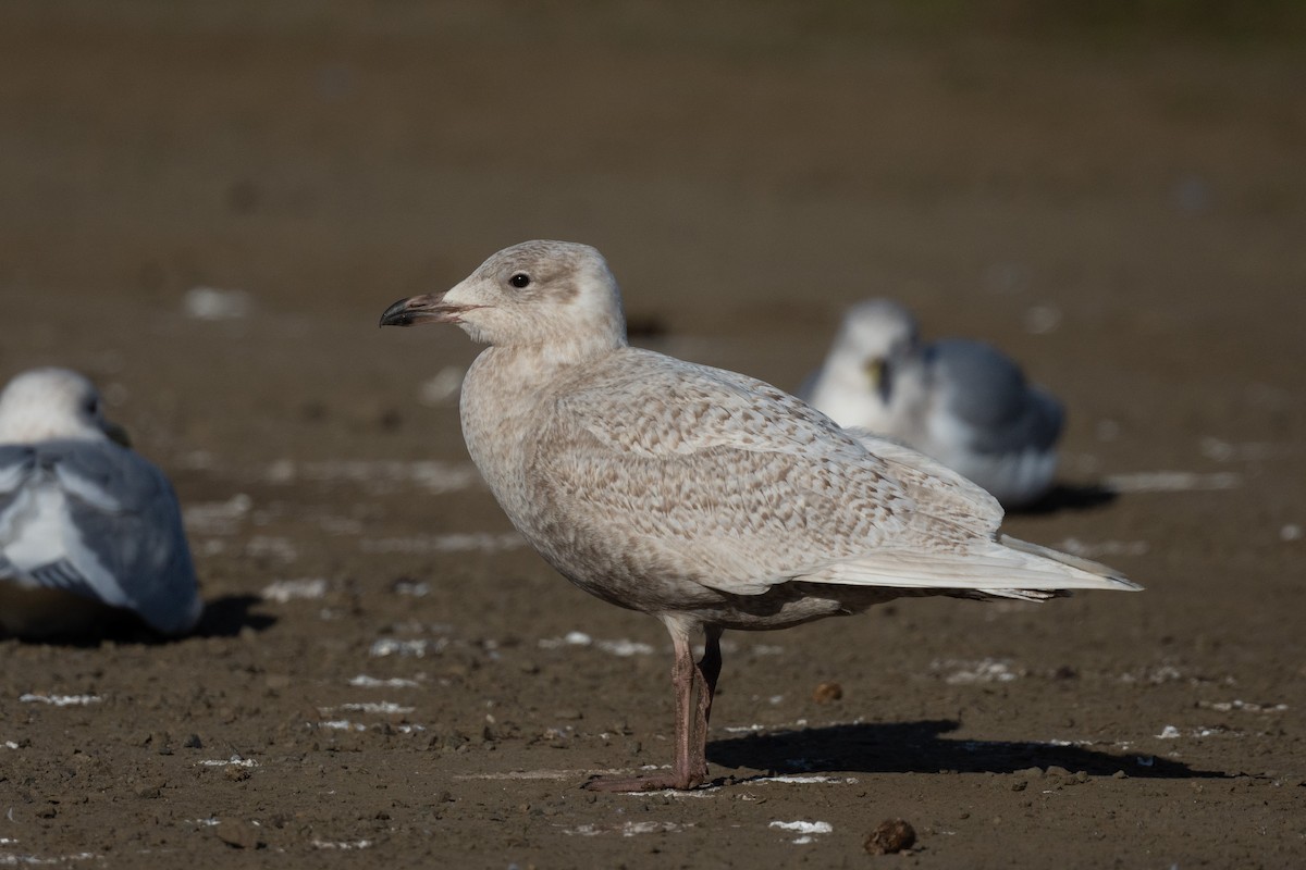 ML411091281 - Glaucous x Glaucous-winged Gull (hybrid) - Macaulay Library