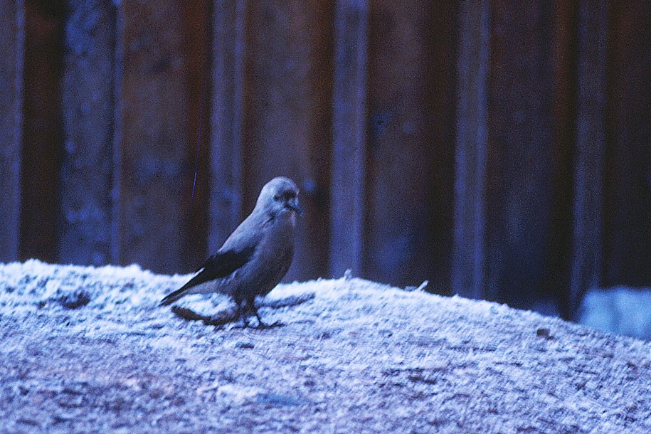 eBird Checklist - 7 Dec 1987 - Ketchikan - Higgins Court - 1 species
