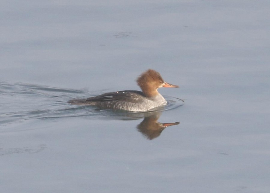 Hooded x Common Merganser (hybrid) - eBird