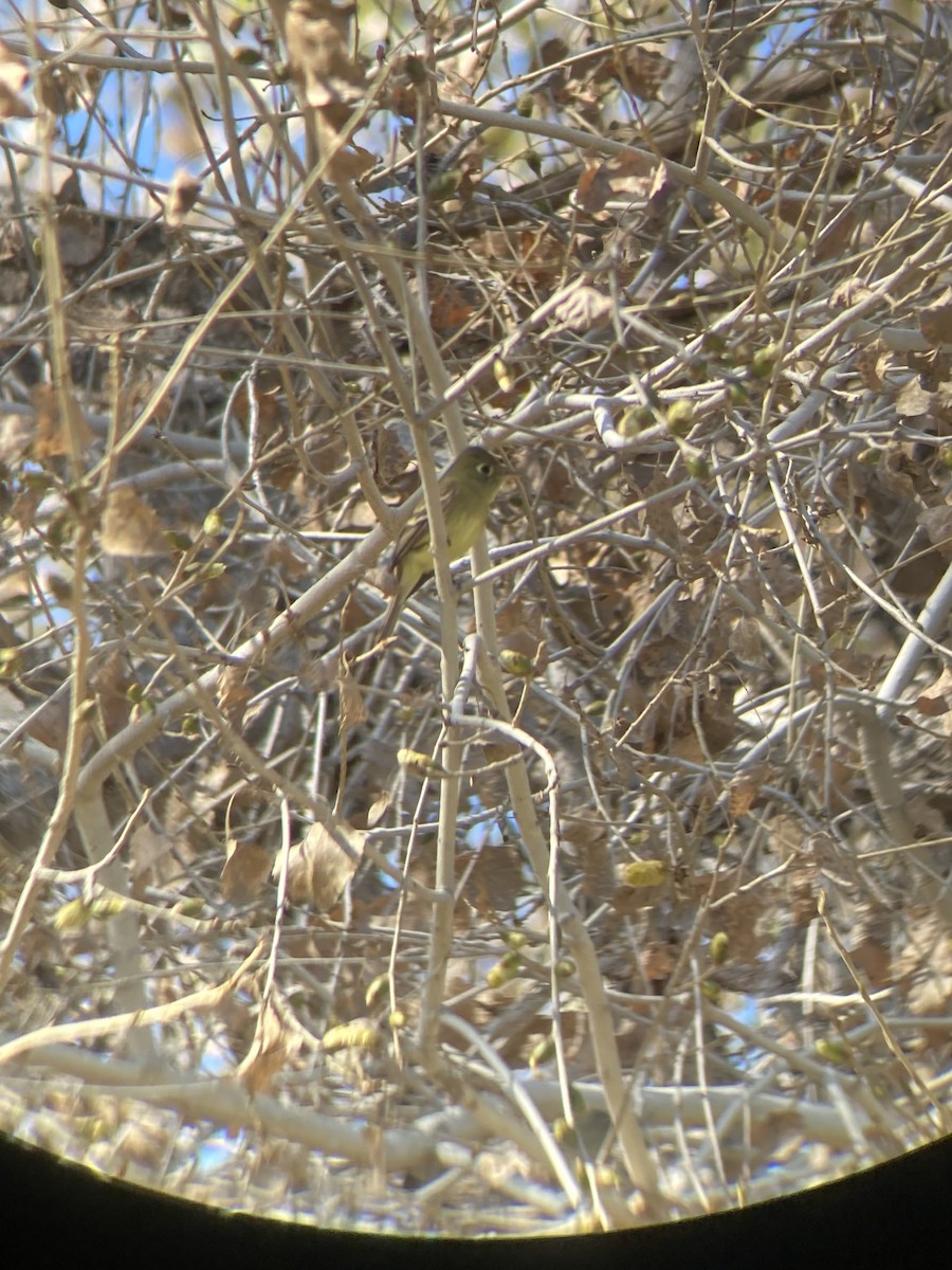 eBird Checklist - 29 Jan 2022 - Tres Rios Overbank Wetlands (permit ...