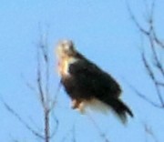 ML411908301 - Rough-legged Hawk - Macaulay Library