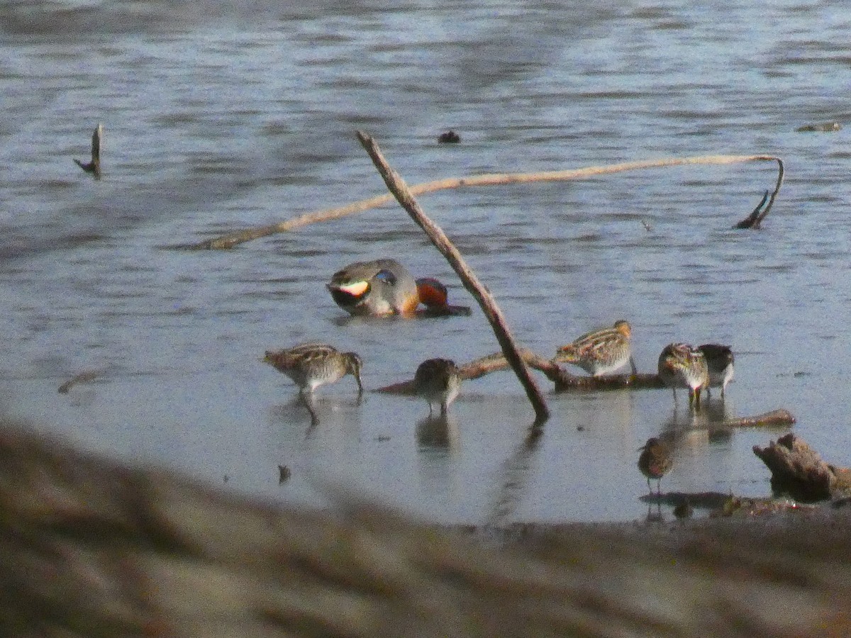 eBird Checklist - 1 Feb 2022 - Lake Pat Cleburne--Buddy Stewart Park ...