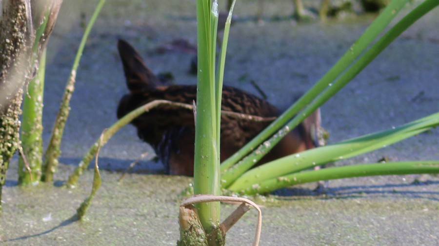 large rail sp. - eBird