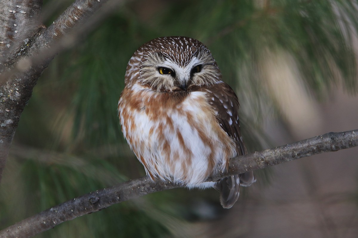 eBird Checklist - 1 Feb 2022 - Ottawa--Dolman Ridge Road - 13 species