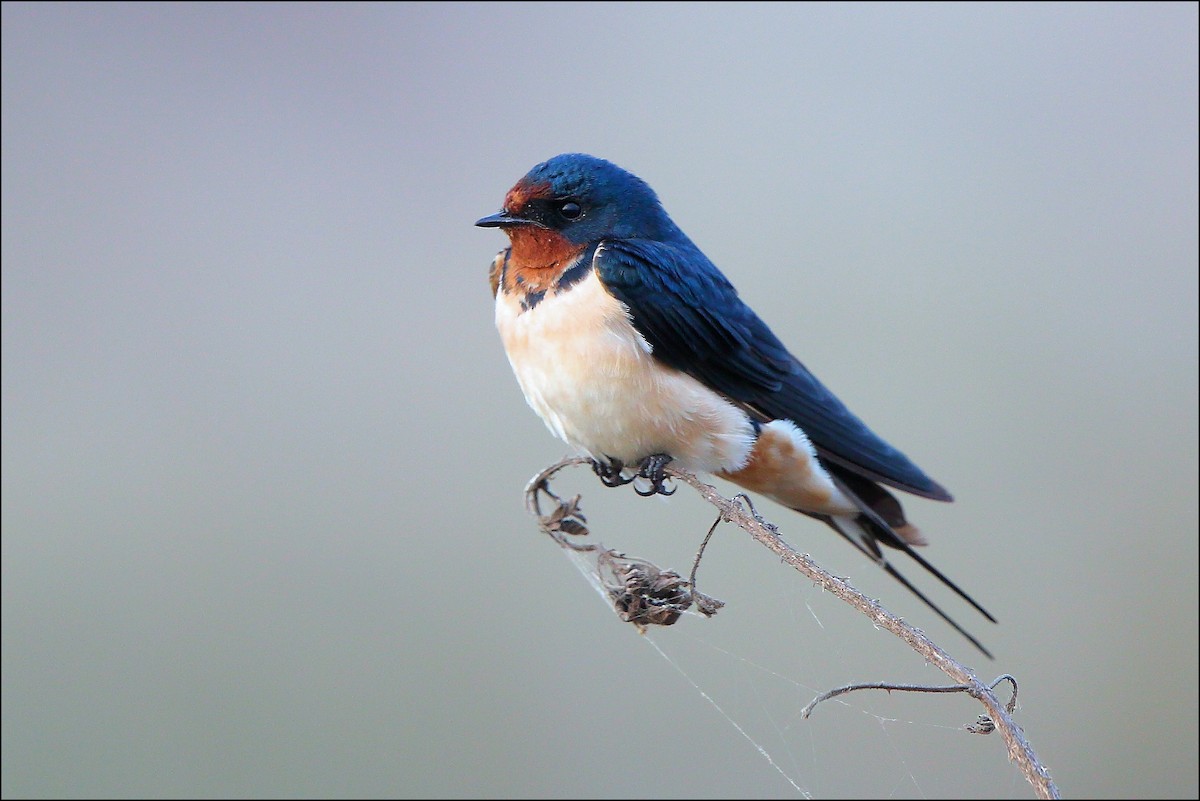 ML412205611 - Barn Swallow - Macaulay Library