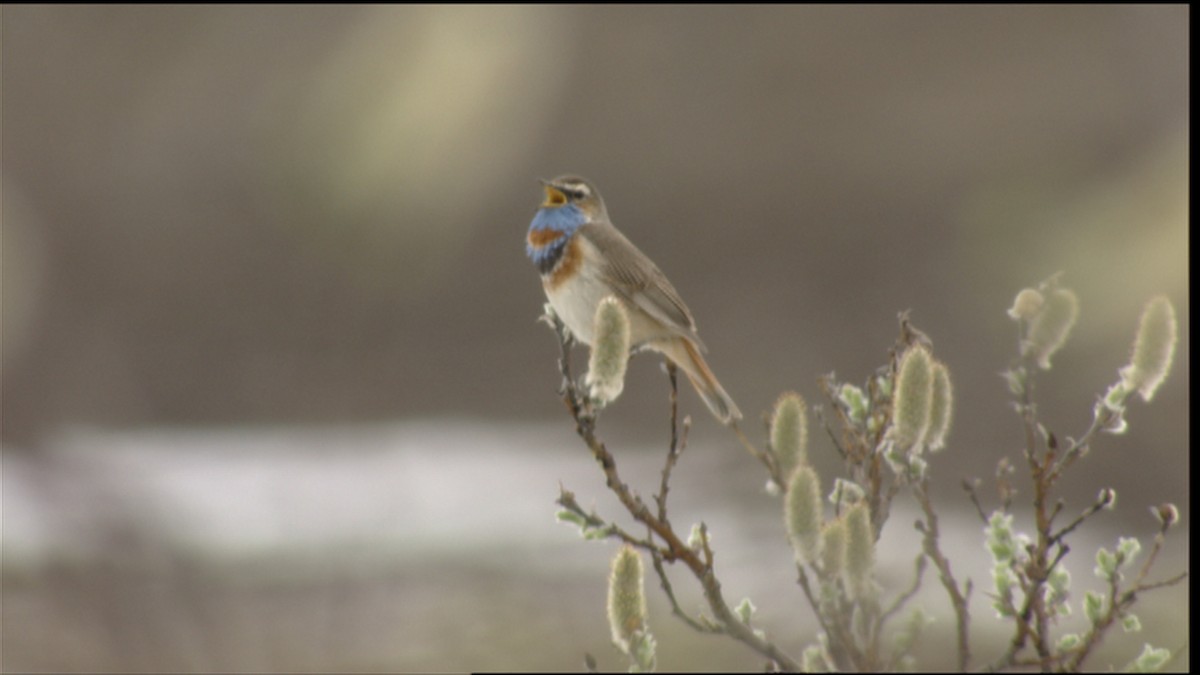 ML412222 - Bluethroat - Macaulay Library