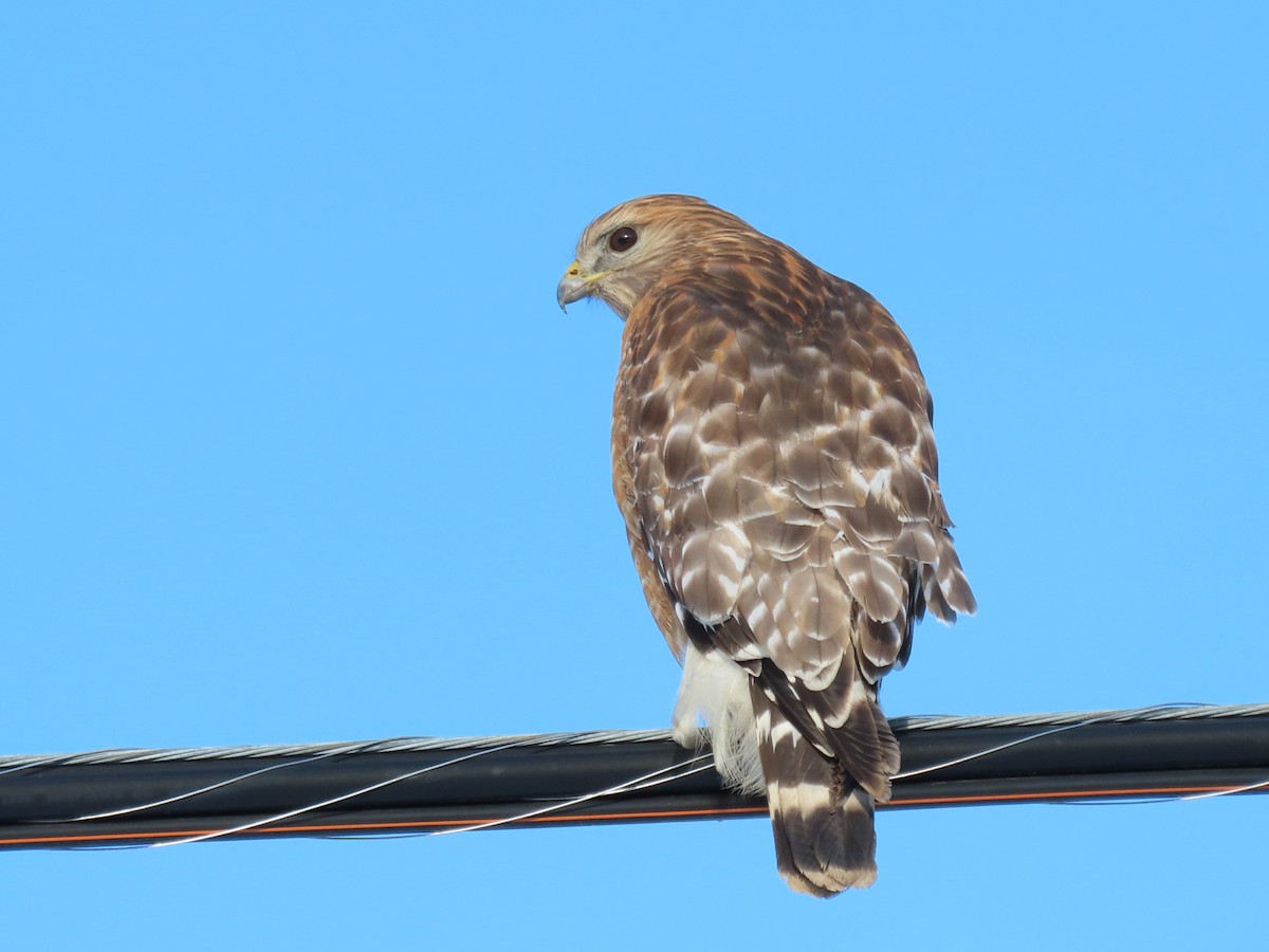 ML412522361 - Red-shouldered Hawk - Macaulay Library