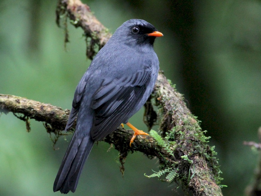Black-faced Solitaire - eBird