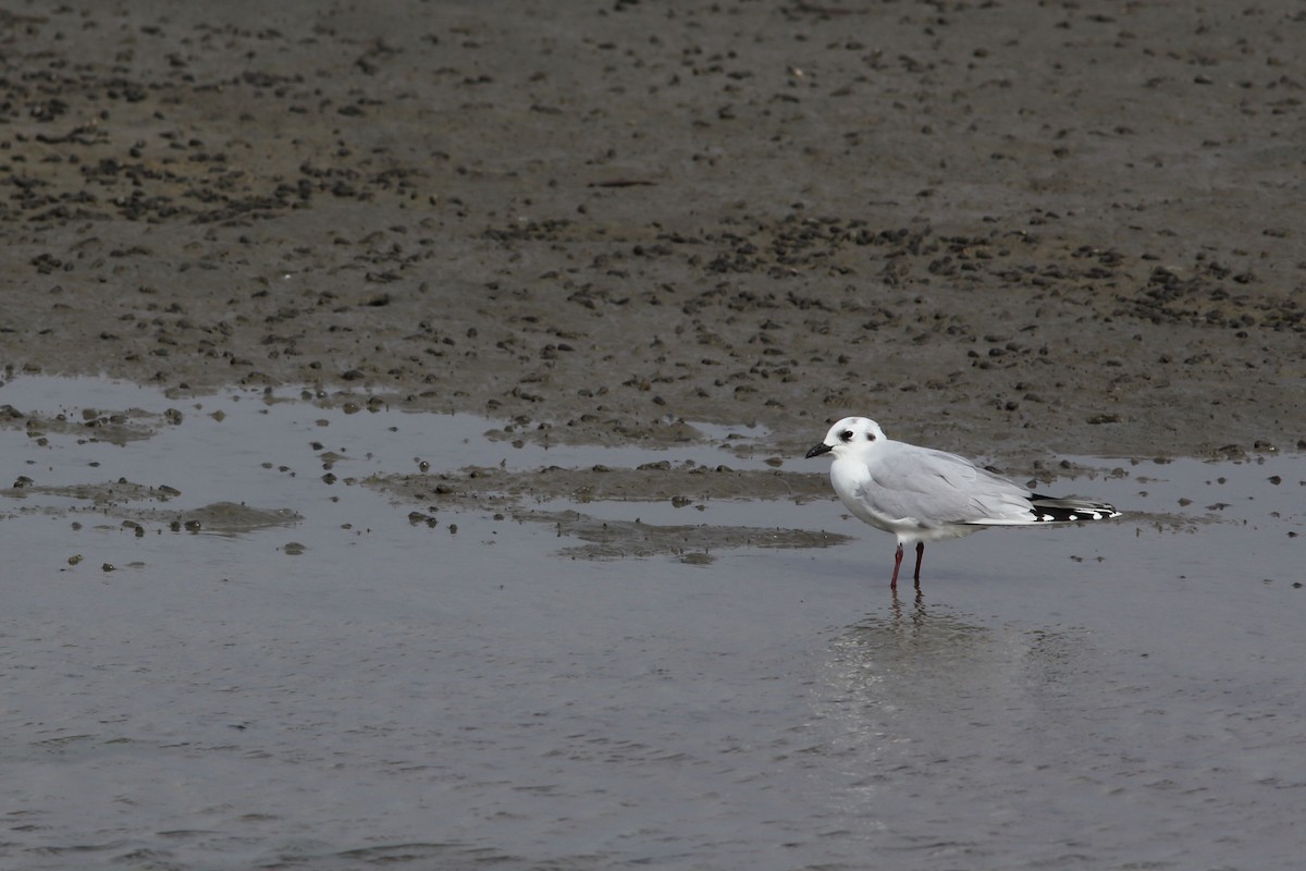 ML413033251 - Saunders's Gull - Macaulay Library