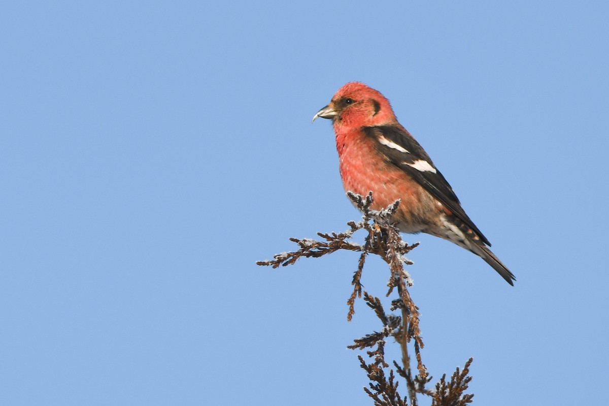 ML413157561 - White-winged Crossbill - Macaulay Library