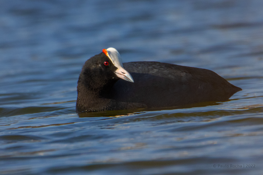 Eurasian/Red-knobbed Coot - eBird