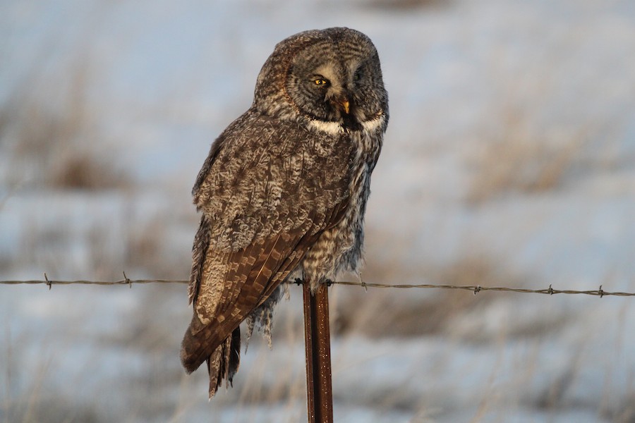 Great Gray Owl (American) - eBird