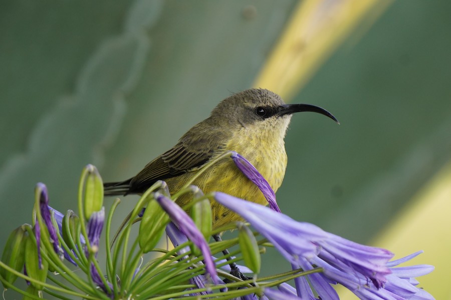 Suimanga sp. (Nectariniidae) - eBird