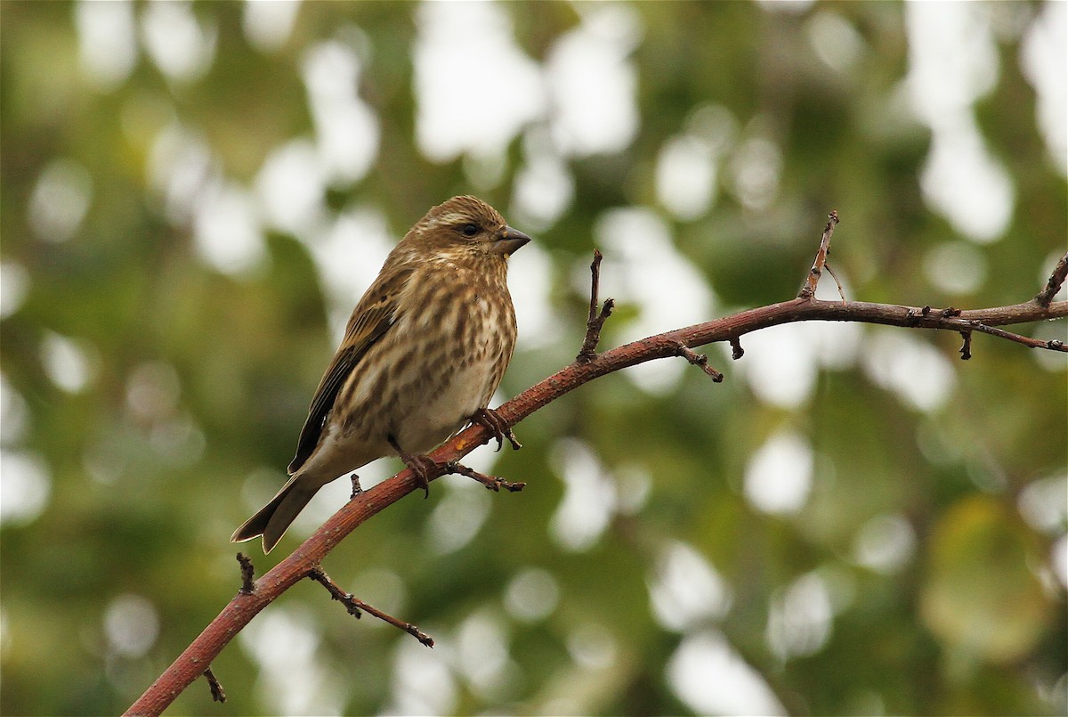 eBird Checklist - 3 Nov 2010 - Fenway Victory Gardens - 42 species (+1 ...