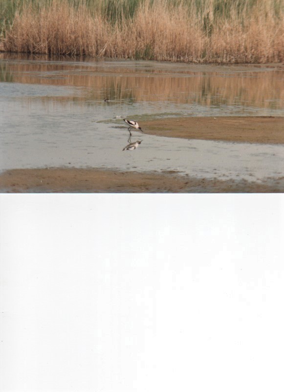 eBird Checklist - 2 Jul 1987 - Holme Dunes NWT NR and NNR - 1 species
