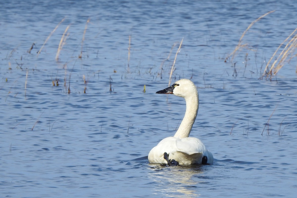 eBird Checklist - 4 Feb 2022 - Mattamuskeet NWR - 42 species