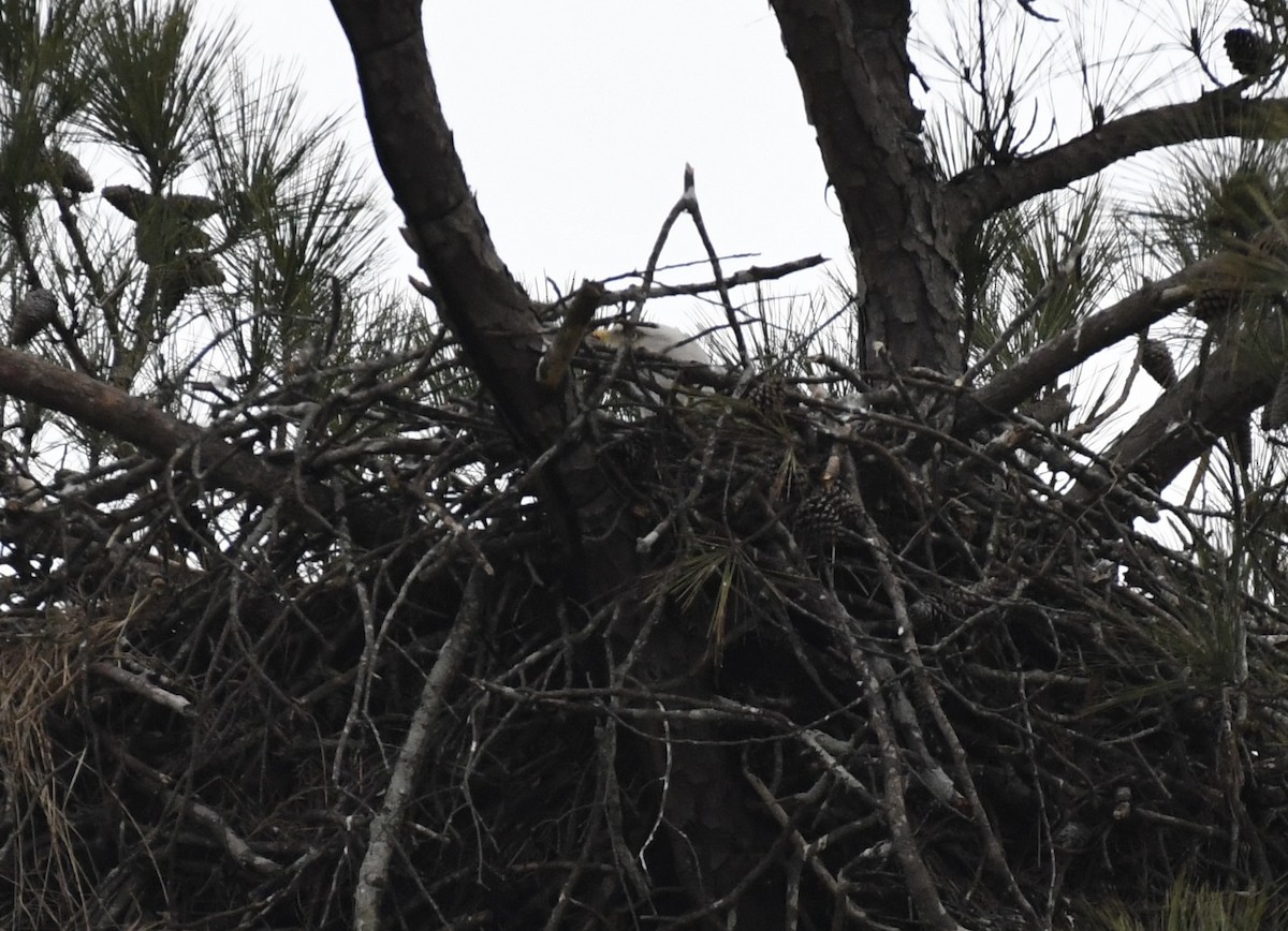 eBird Checklist - 7 Feb 2022 - Berry College - 19 species