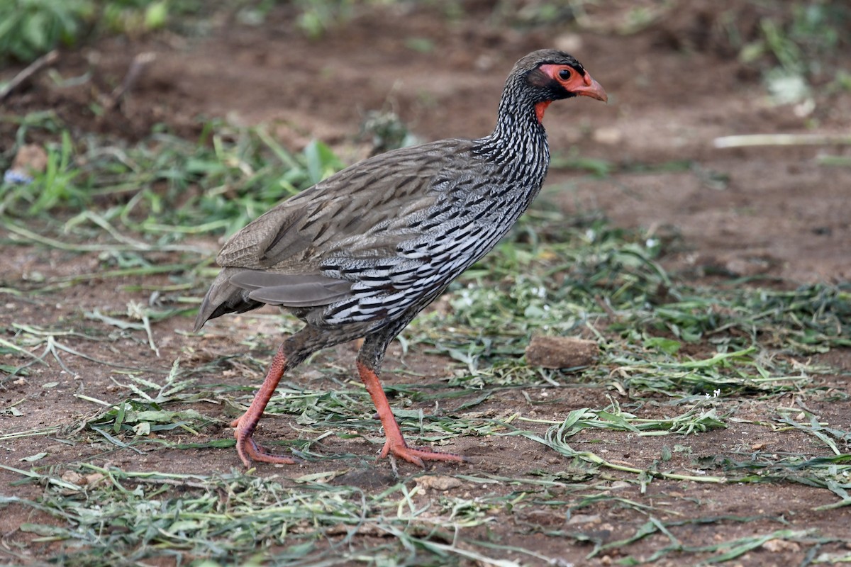 eBird Checklist - 9 Feb 2022 - Tarangire NP--Silale Swamp - 37 species