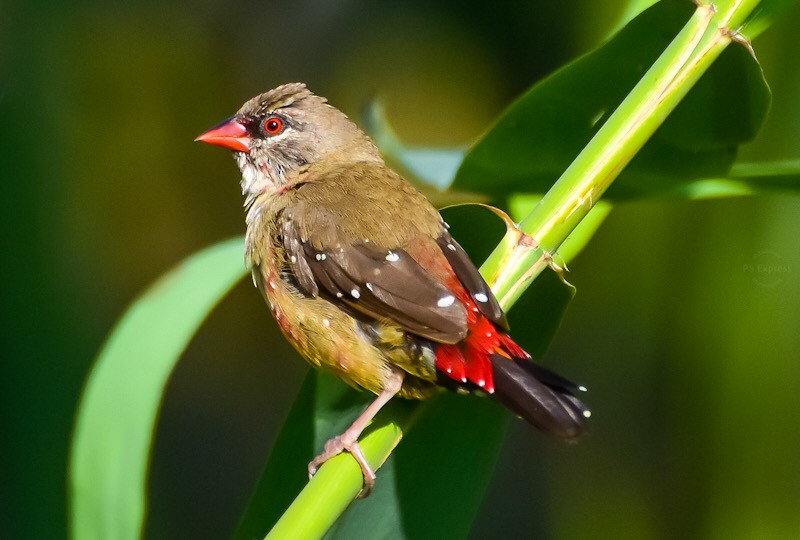 ML415038421 - Red Avadavat - Macaulay Library