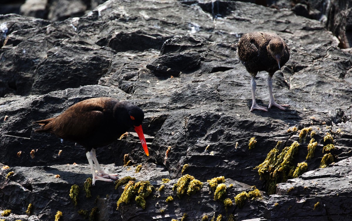eBird Checklist - 28 Jan 2022 - Isla Pucusana - 23 species