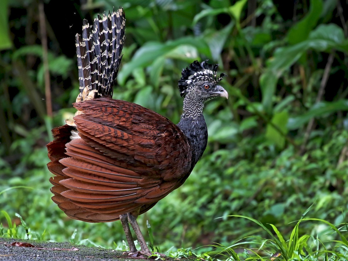 Great Curassow - Crax rubra - Birds of the World