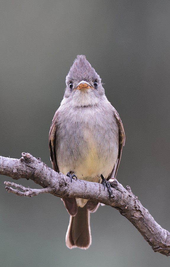 Veliki pivi (pertinax) - eBird