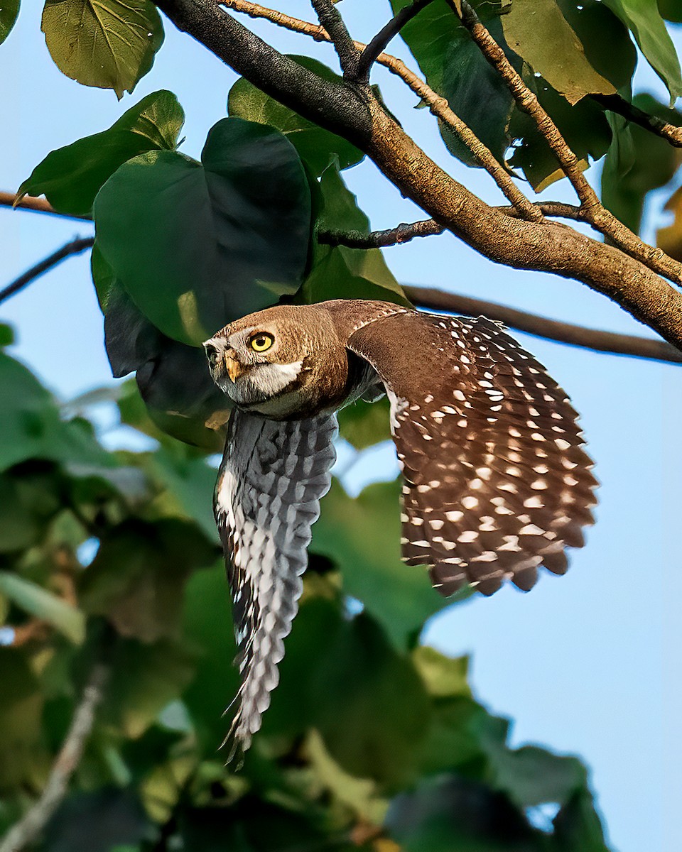 ML415729511 - Forest Owlet - Macaulay Library