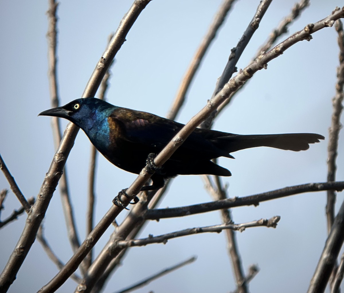 eBird Checklist - 12 Feb 2022 - Conomo Point - 37 species