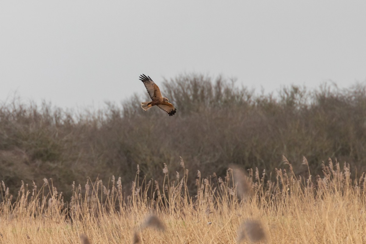 eBird Checklist - 12 Feb 2022 - Otmoor RSPB Reserve - 57 species