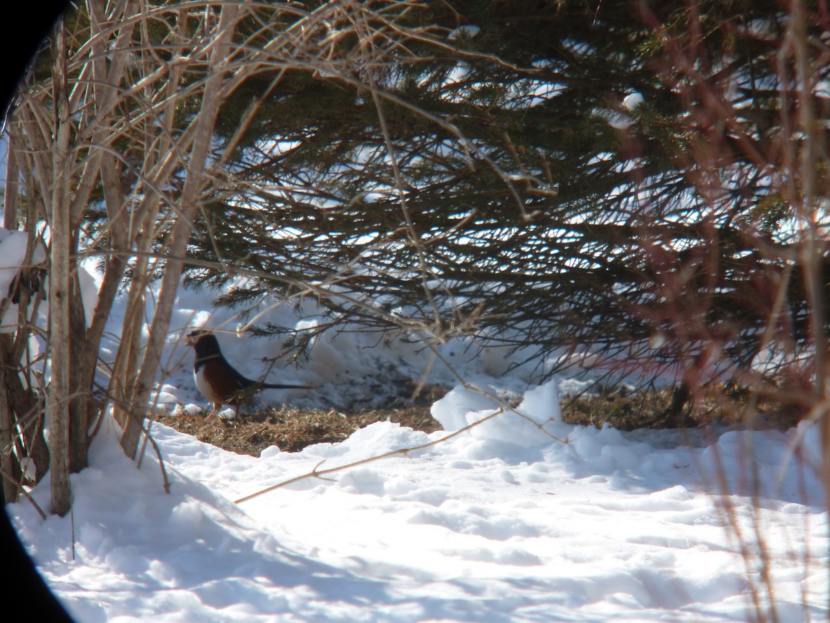 eBird Checklist - 6 Feb 2022 - Fowler Rd. east of Snow Rd. - 22 species