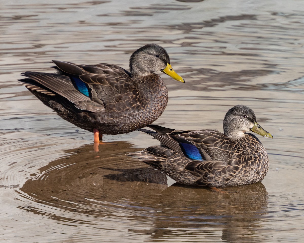 ML416451391 - American Black Duck - Macaulay Library