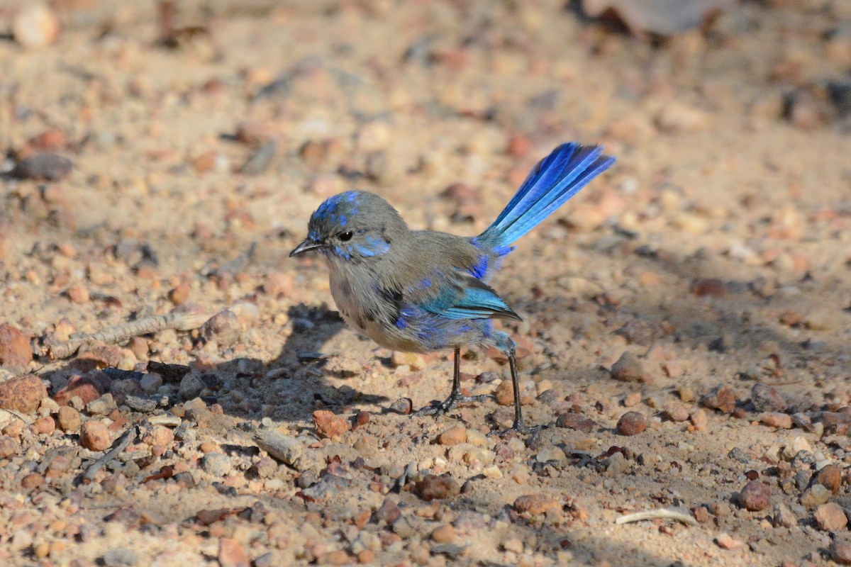 eBird Checklist - 16 Feb 2022 - Kangaroo Gully bridge and surrounding ...