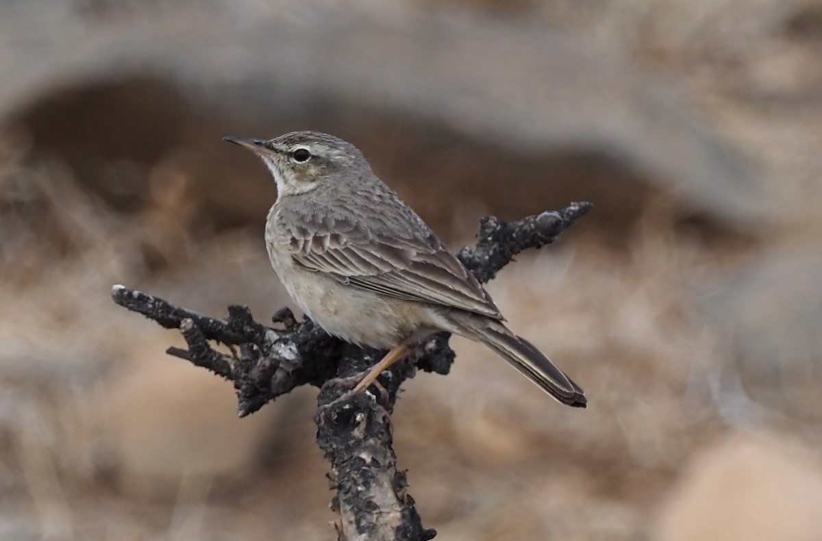 eBird Checklist - 13 Feb 2022 - Rakhyut - 10 species