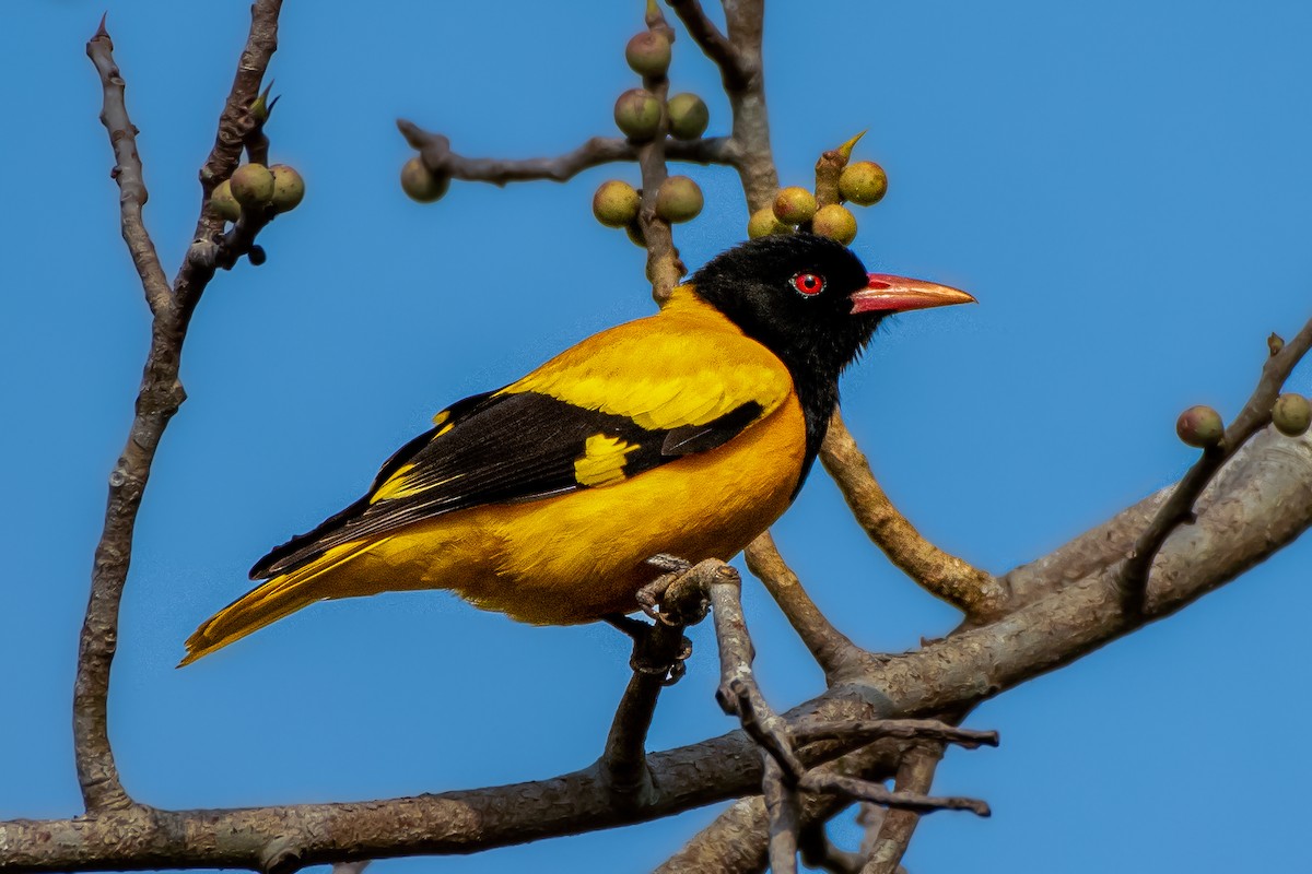 ML416720371 - Black-hooded Oriole - Macaulay Library
