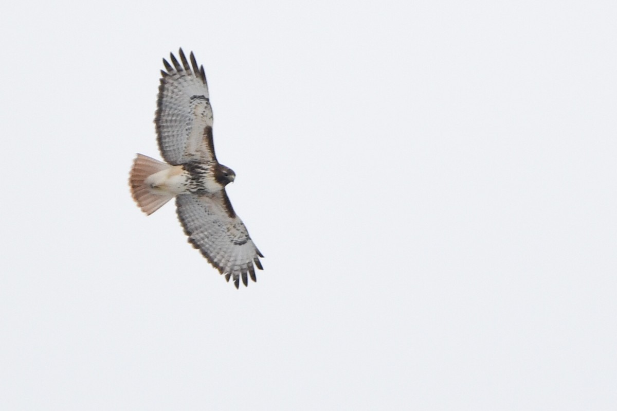 ML416824871 - Red-tailed Hawk (abieticola) - Macaulay Library
