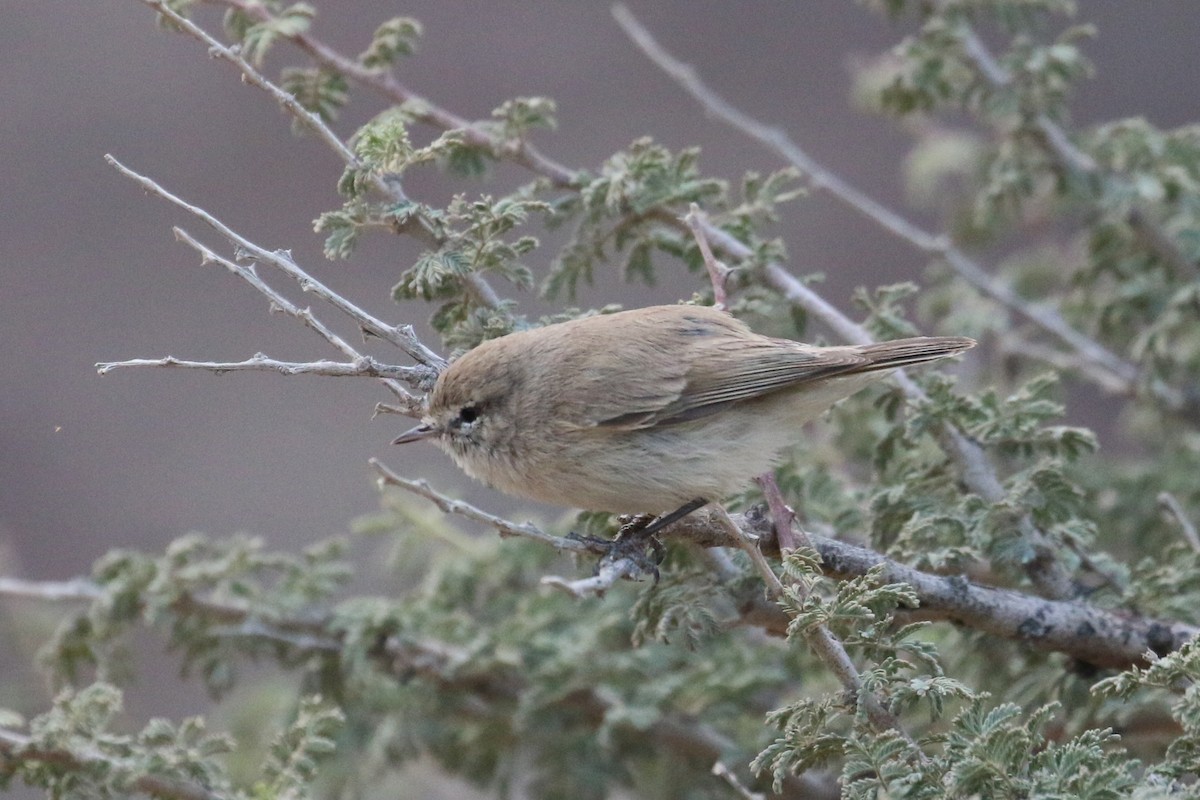 ML417203351 - Plain Leaf Warbler - Macaulay Library