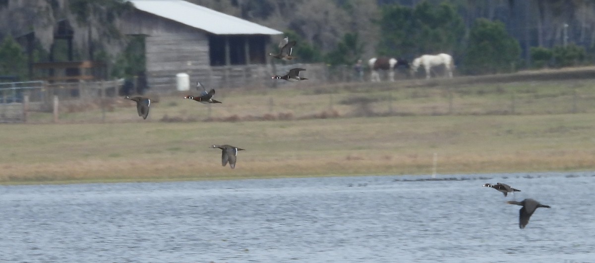 eBird Checklist - 19 Feb 2022 - Bystre Lake - 22 species