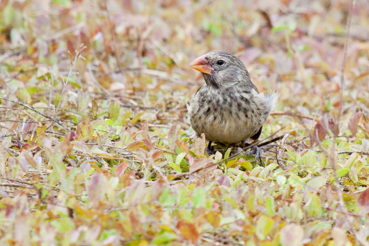 ML417794221 - Large Ground-Finch - Macaulay Library