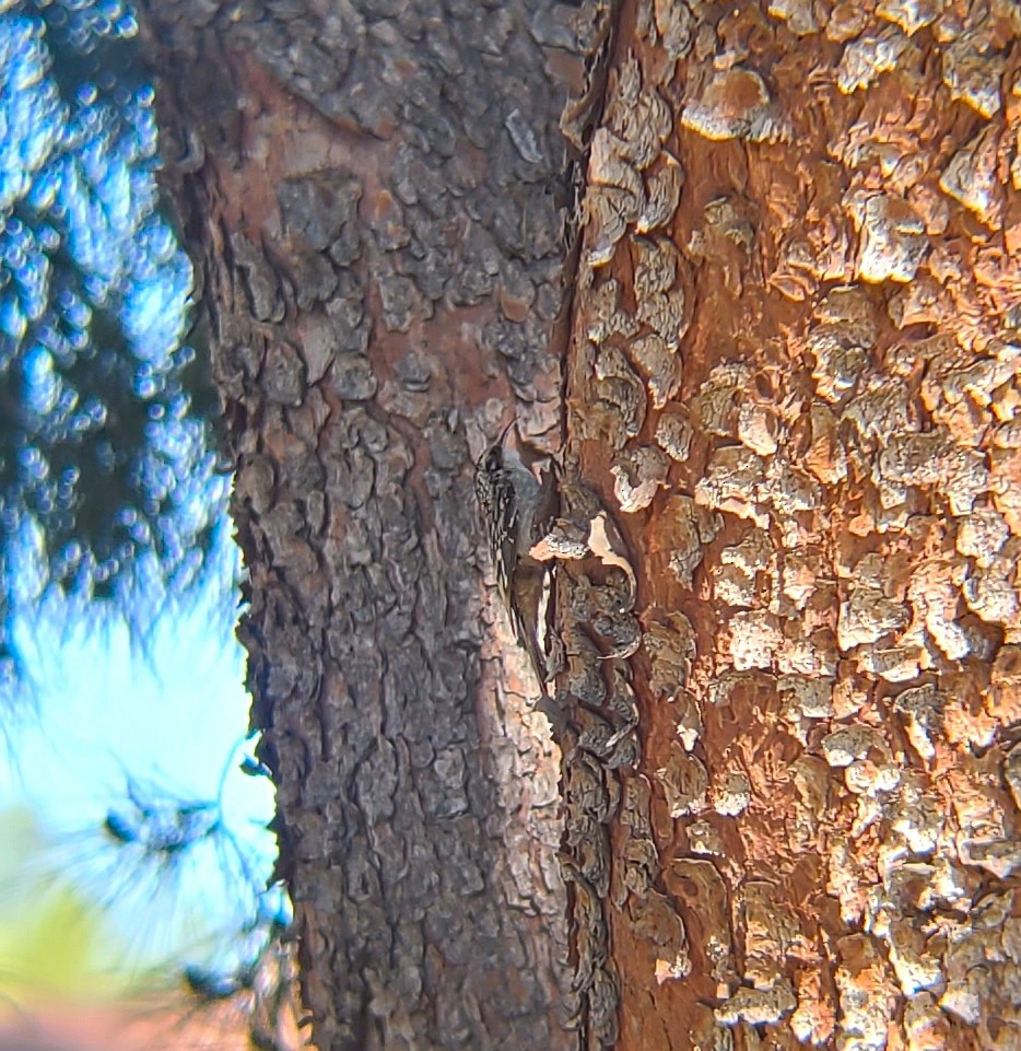 eBird Checklist - 14 Feb 2022 - Columbus Tustin Park - 19 species