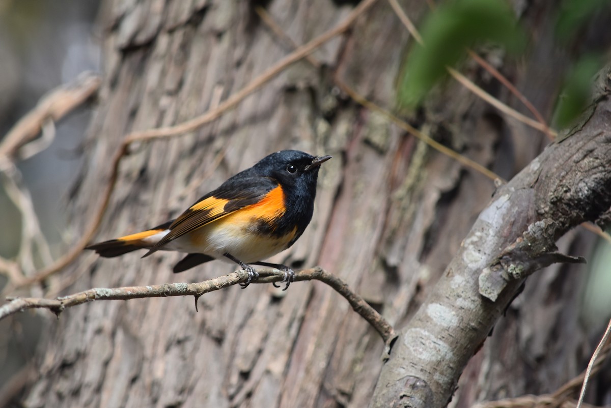ML418762191 - American Redstart - Macaulay Library