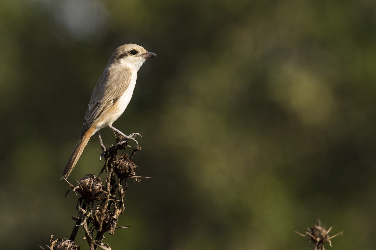 ML418832381 - Isabelline Shrike - Macaulay Library