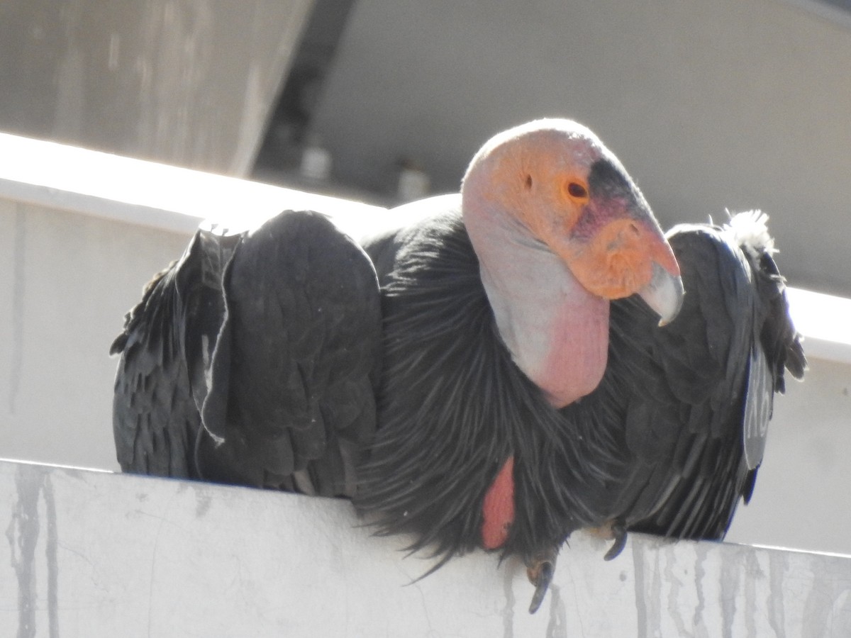 ML419380561 - California Condor - Macaulay Library