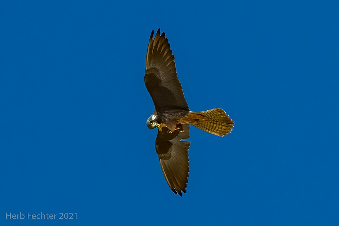ML420077881 - Eleonora's Falcon - Macaulay Library
