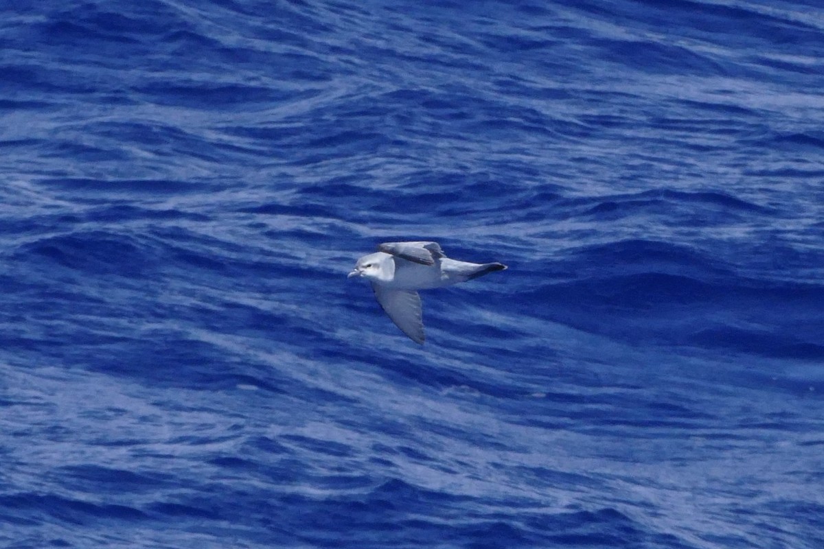 ML42037791 - Fulmar Prion - Macaulay Library