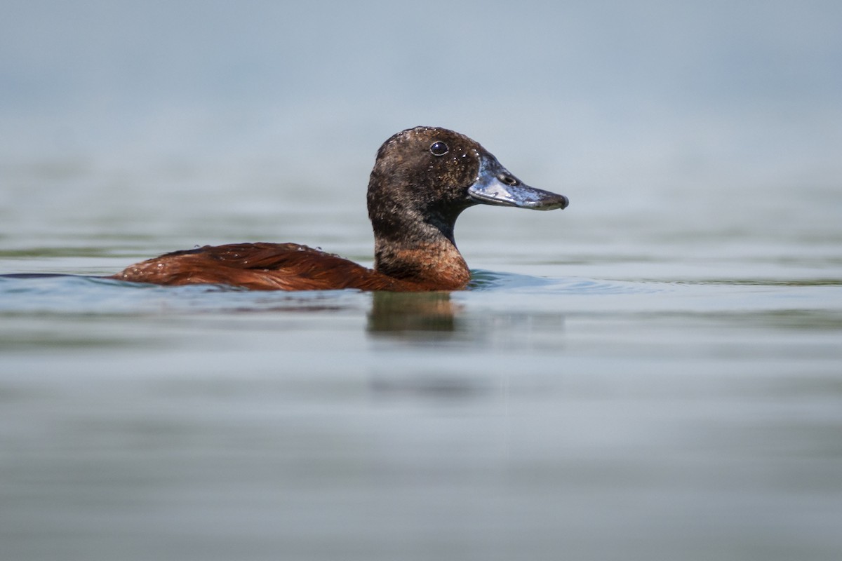ML420380621 - Lake Duck - Macaulay Library