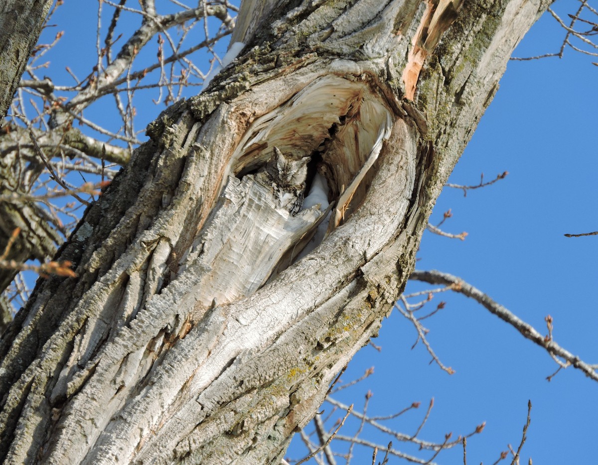 eBird Checklist - 27 Feb 2022 - Henry Hudson Park - 11 species