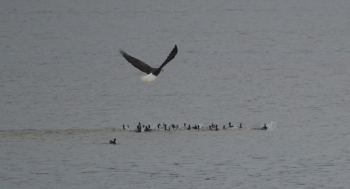 eBird Checklist - 27 Feb 2022 - Neely Henry Dam - 16 species
